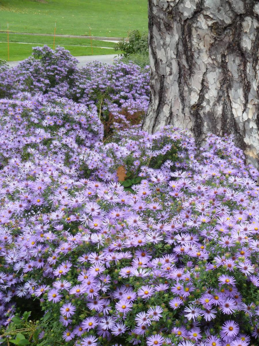 Fall Blooming Perennials: An Alternative to Mums - Garden.org
