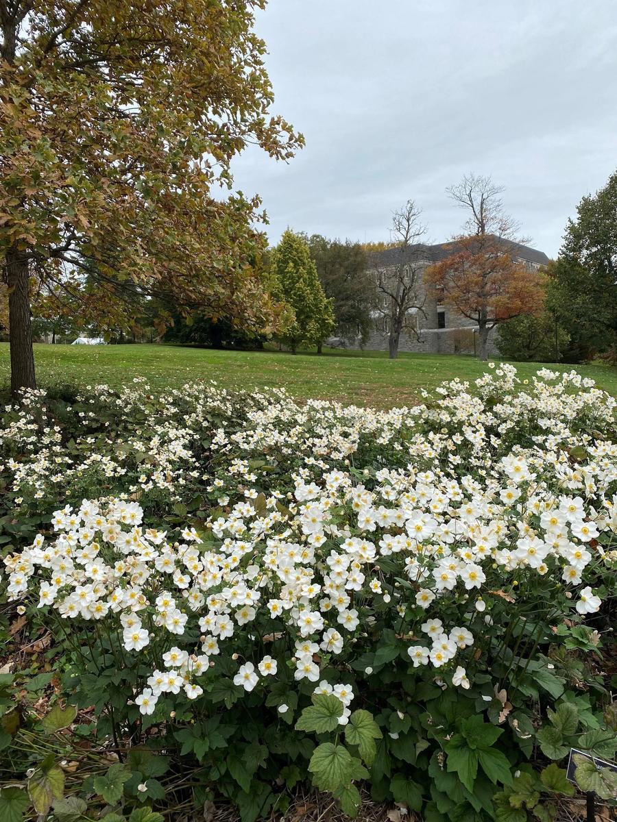 Fall Blooming Perennials: An Alternative to Mums - Garden.org
