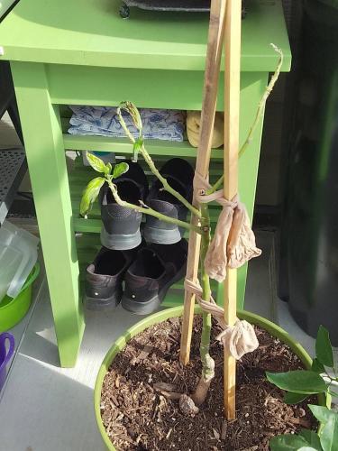 Avocado Tree, container-grown in the Ask a Question forum - Garden.org