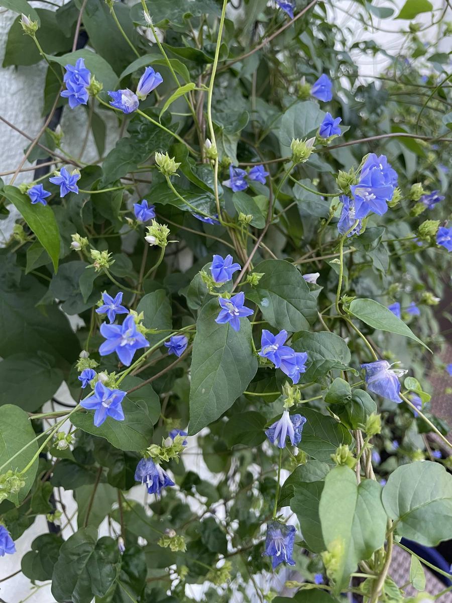 Blue Cluster Vine (Jacquemontia pentantha) - Garden.org