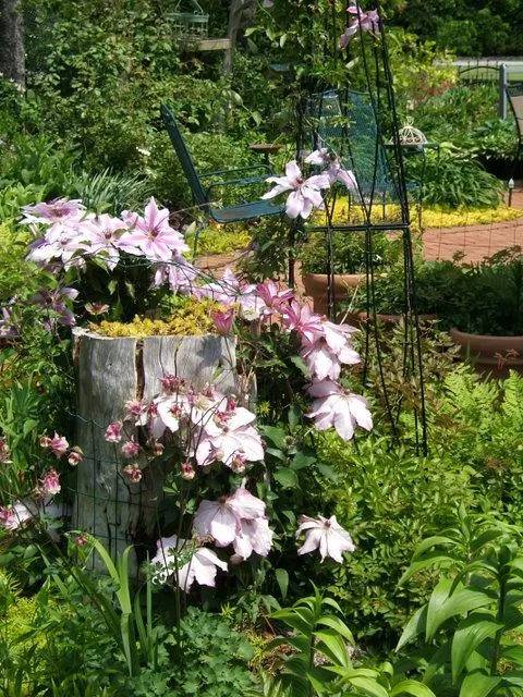 Solution for Old Tree Trunks in the Ask a Question forum - Garden.org