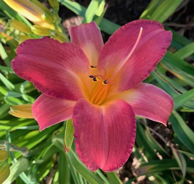 Daylily (Hemerocallis 'Cherry Cheeks') in the Daylilies Database ...