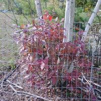 Photo of the fall color of Highbush Blueberry (Vaccinium corymbosum ...