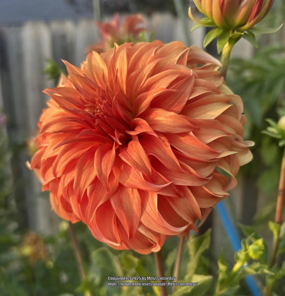 Dahlia 'Bloomquist Jean' in the Dahlias Database - Garden.org