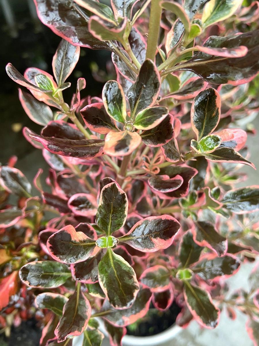 Mirror Bush (Coprosma repens Pacific™ Sunrise) - Garden.org