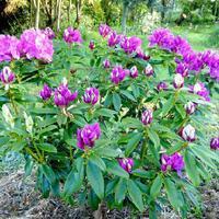 Photo of the entire plant of Rhododendron 'Aunt Martha' posted by ...