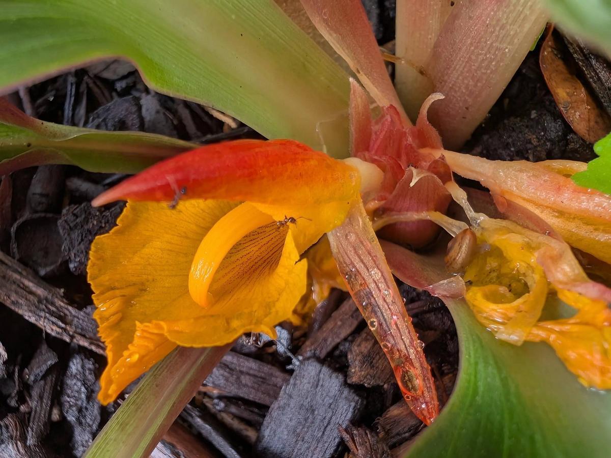 Peacock Ginger (Cornukaempferia aurantiflora 'Jungle Gold') - Garden.org
