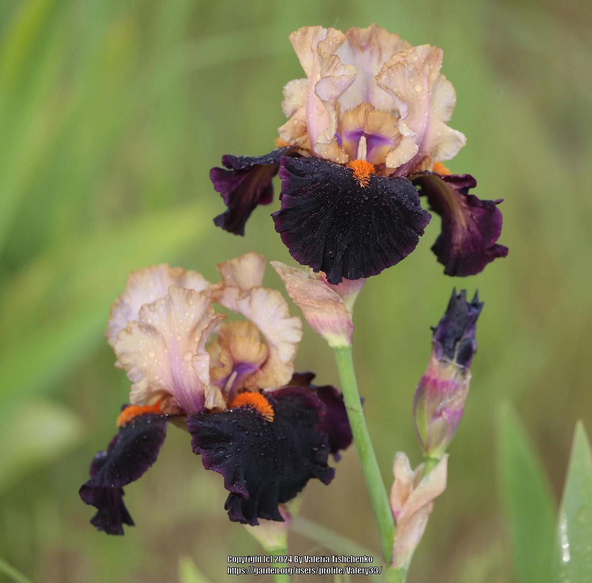 Tall Bearded Iris (Iris 'Secret Service') in the Irises Database ...