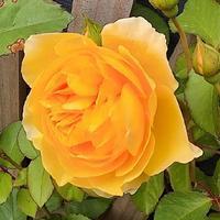 Photo of the bloom of Rose (Rosa 'Graham Thomas') posted by KGFerg ...