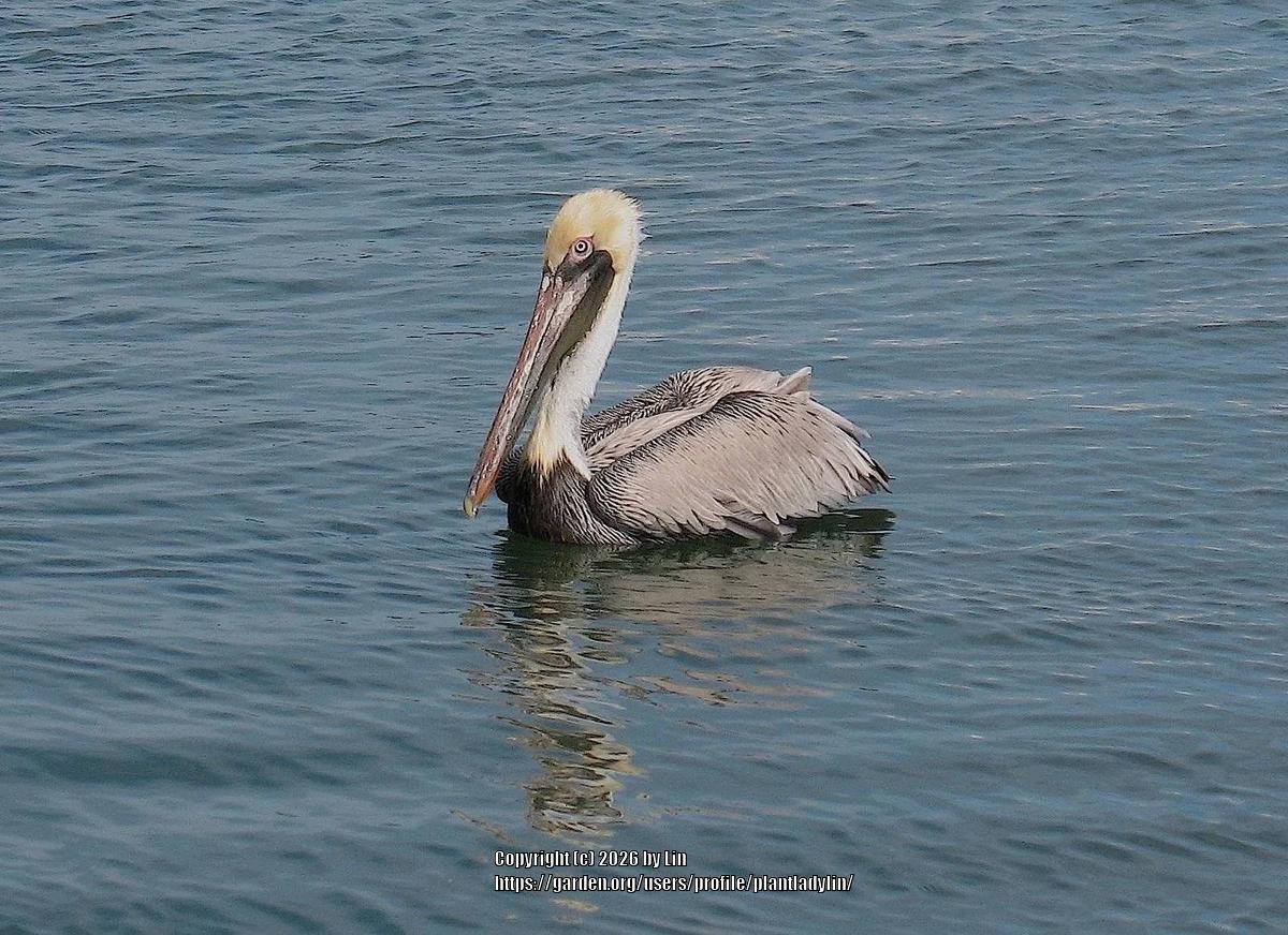 2026 Bird Photos and Chat in the Gardening for Butterflies, Birds and ...