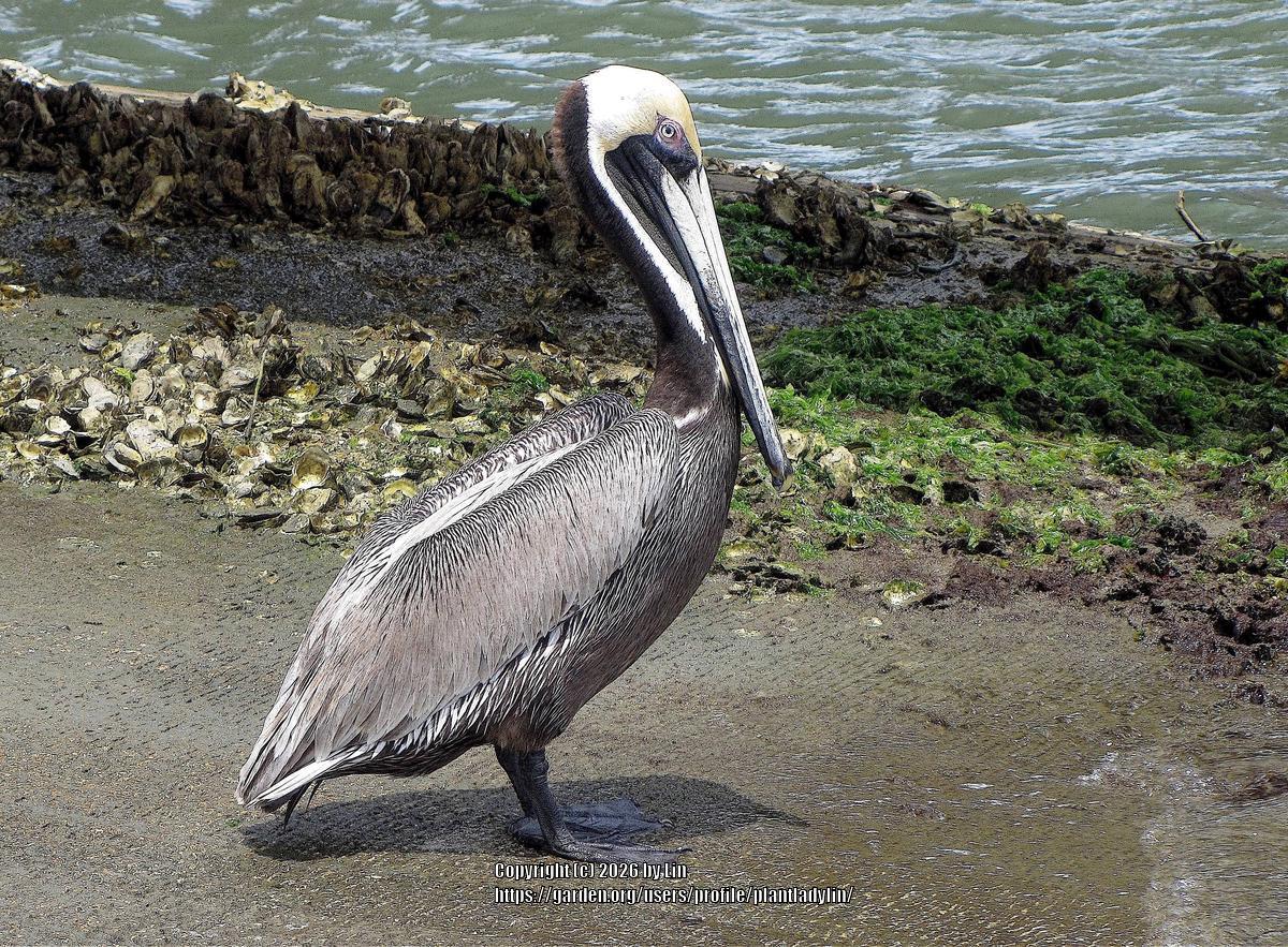 2026 Bird Photos and Chat in the Gardening for Butterflies, Birds and ...