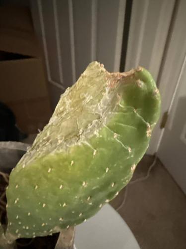 Prickly pear fluffy white stuff in the Ask a Question forum - Garden.org