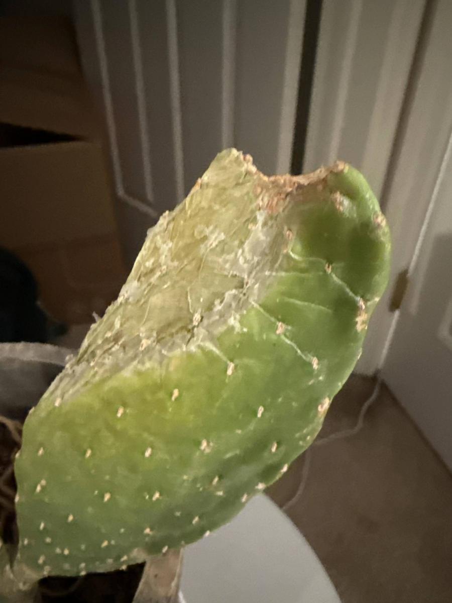 Prickly pear fluffy white stuff in the Ask a Question forum - Garden.org