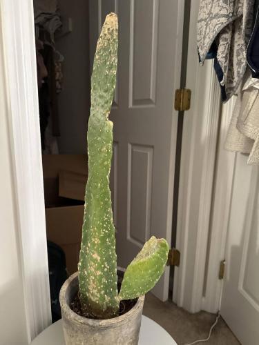 Prickly pear fluffy white stuff in the Ask a Question forum - Garden.org