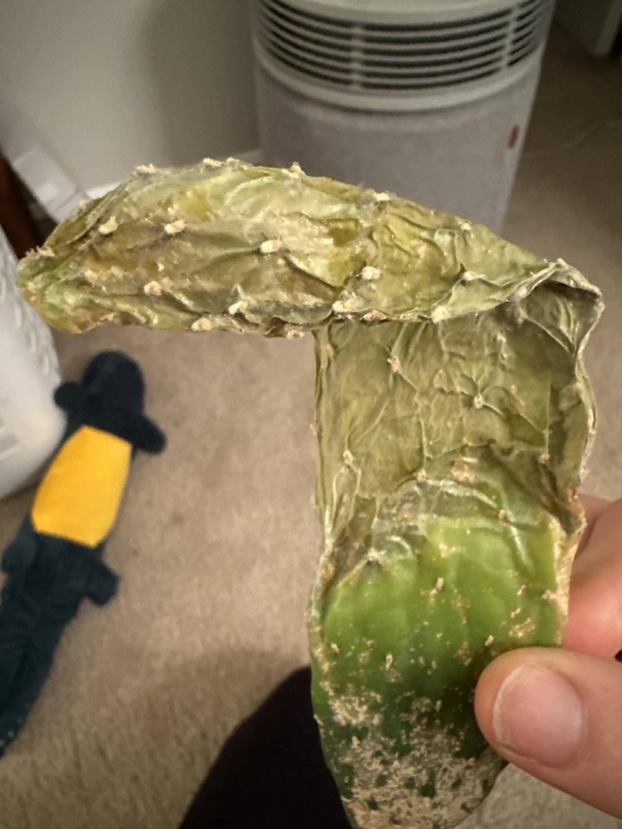 Prickly pear fluffy white stuff in the Ask a Question forum - Garden.org