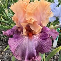 Photo of the bloom of Tall Bearded Iris (Iris 'Throstle Song') posted ...
